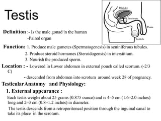 male reproductive system, spermatogensis, sperm.pptx