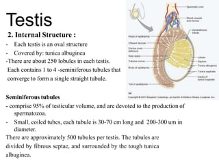 male reproductive system, spermatogensis, sperm.pptx