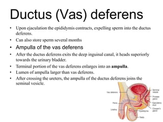 male reproductive system, spermatogensis, sperm.pptx