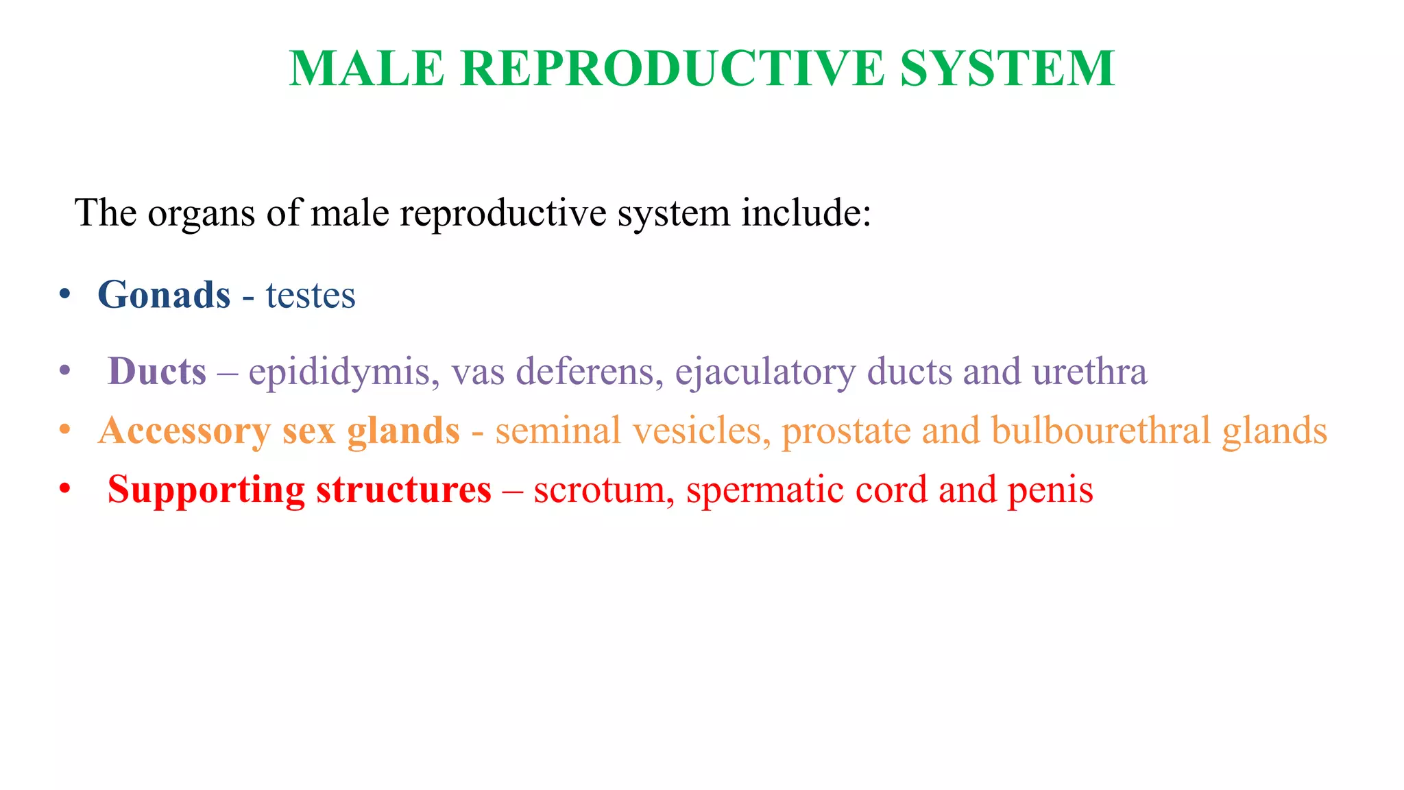 Male Reproductive system (without Audio).pptx