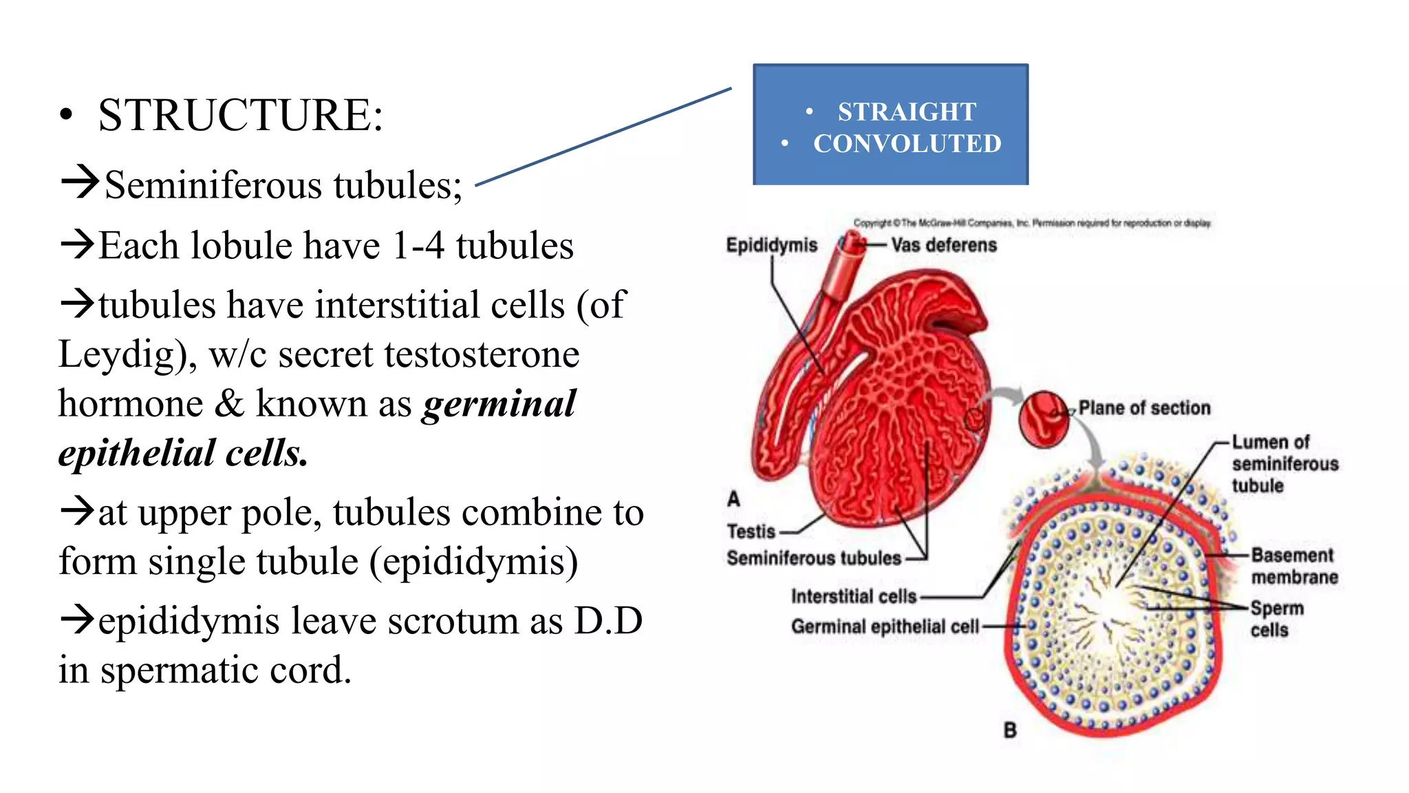 Male Reproductive system (without Audio).pptx