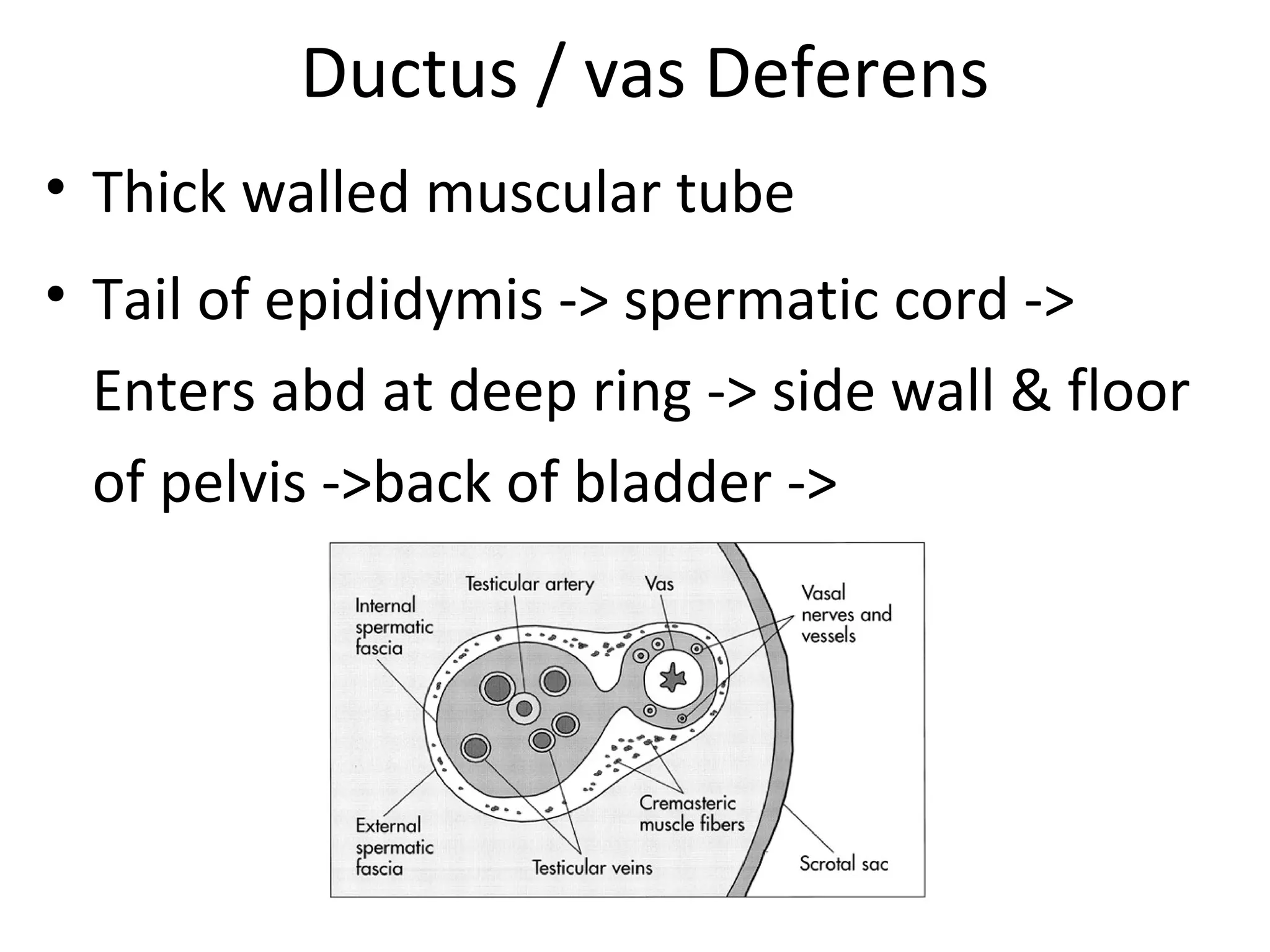 Male repro epididymis vas seminal vescile | PPT