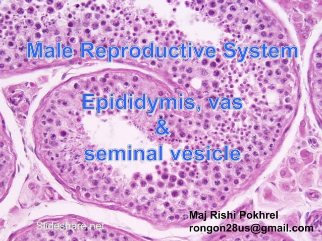 Male repro epididymis vas seminal vescile | PPT