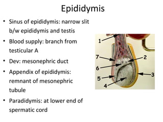 Male repro epididymis vas seminal vescile | PPT