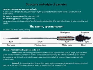 Male repr sy | PPT | Reproductive Health | Diseases and Conditions