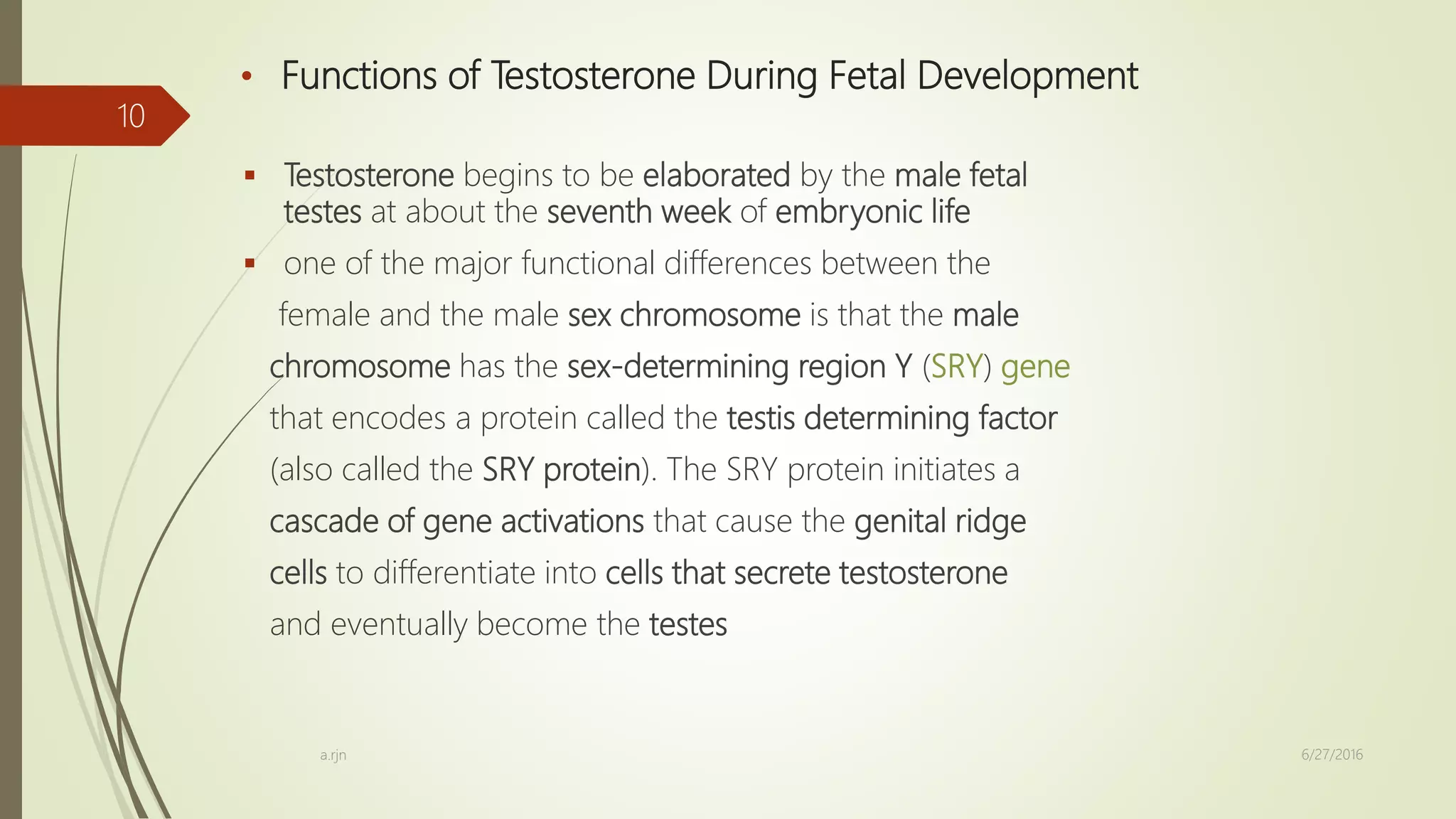 Male sex hormones | PPTX