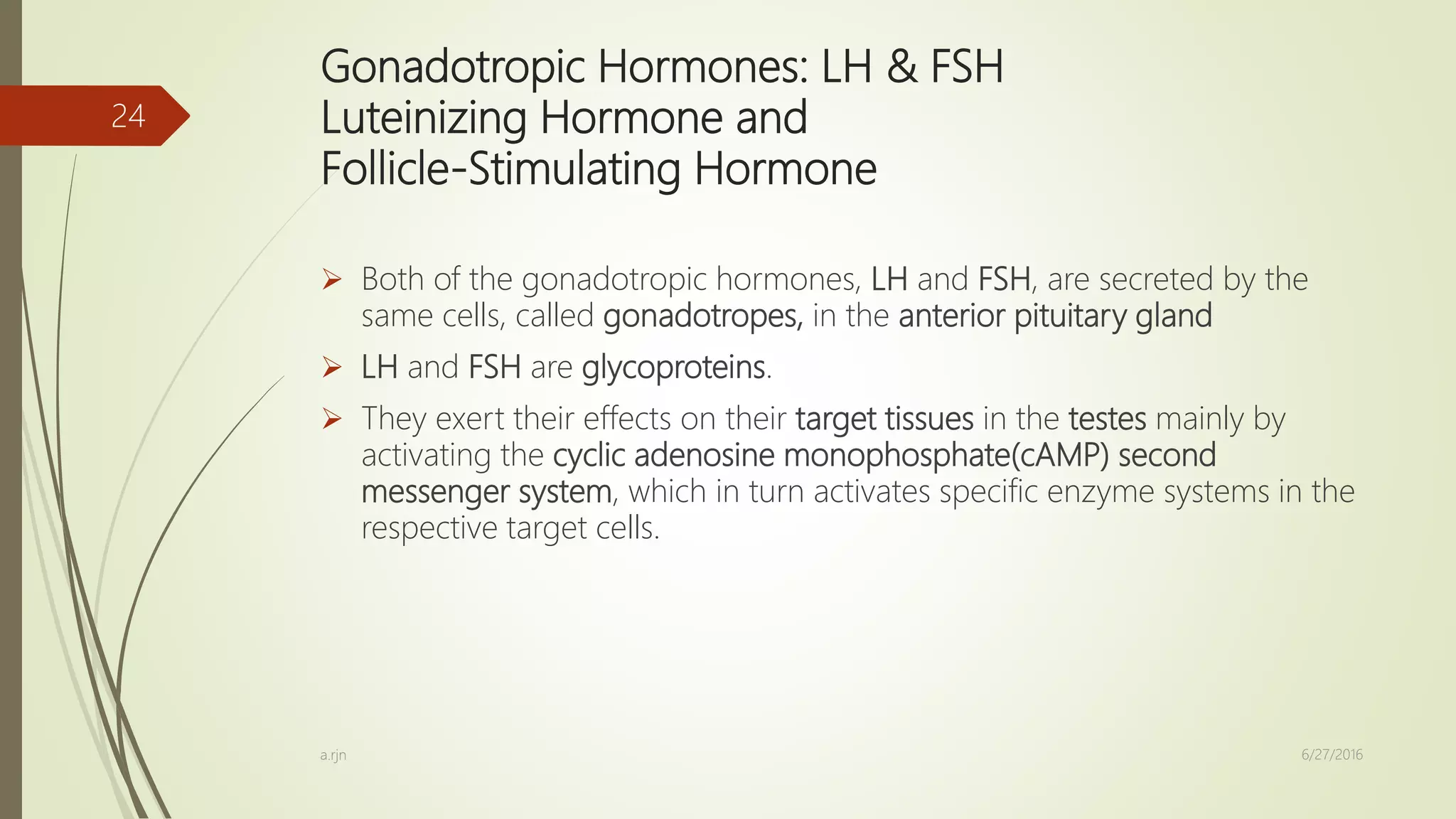 Male sex hormones | PPTX