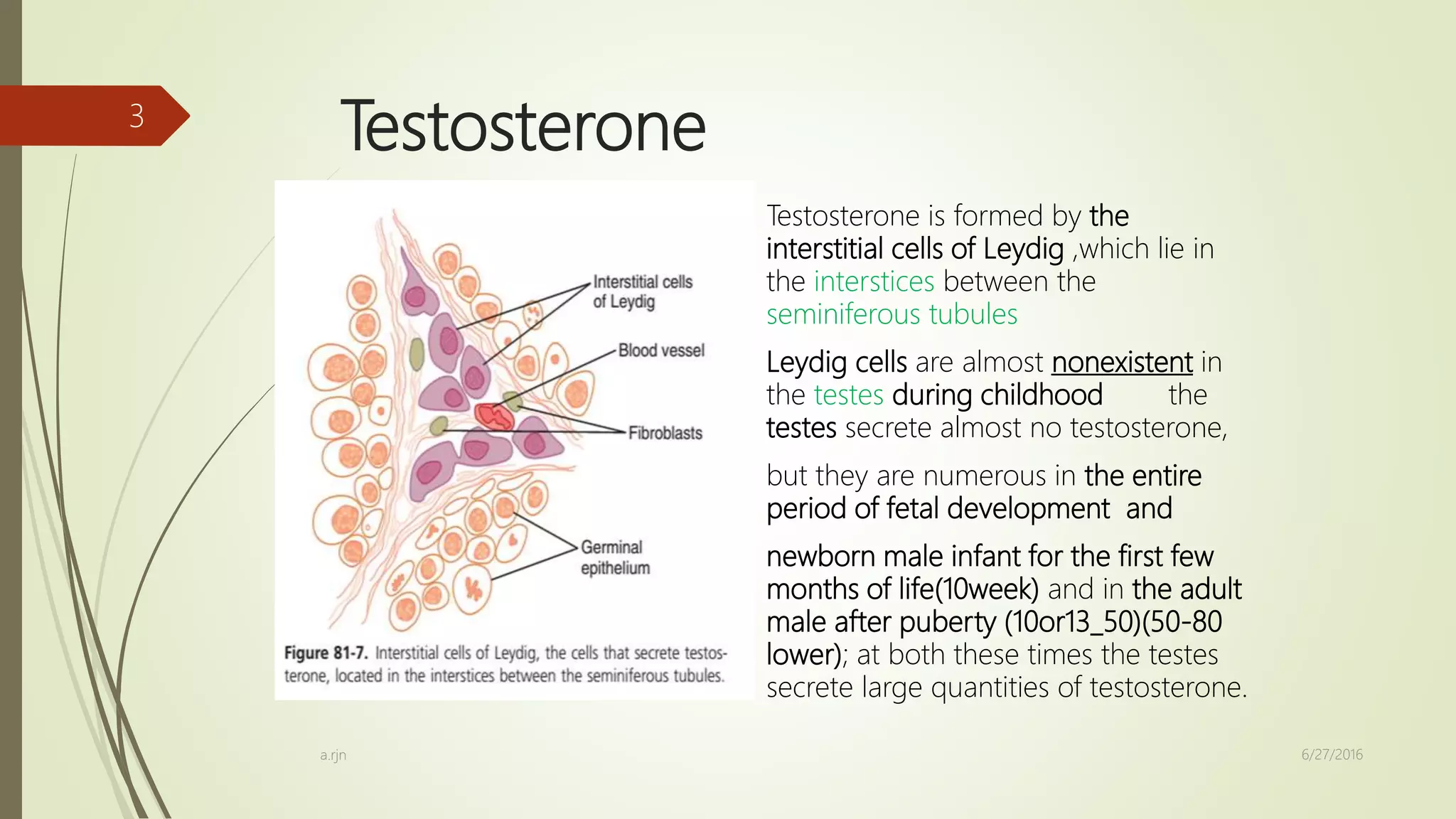 Male Sex Hormones Pptx Hormonal Disorders Endocrine And Metabolic