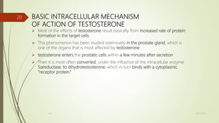 Male sex hormones | PPTX