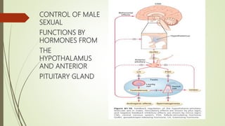 Male sex hormones | PPTX