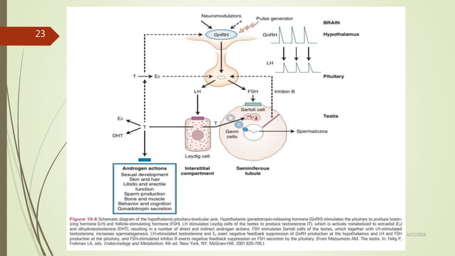 Male Sex Hormones Pptx Hormonal Disorders Endocrine And Metabolic Diseases