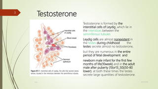 Male sex hormones | PPTX