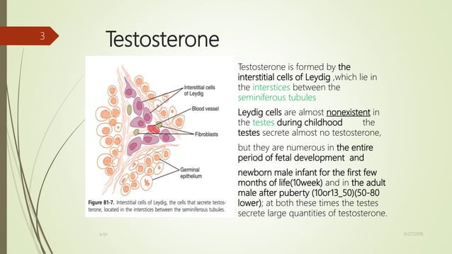 Male Sex Hormones Pptx Hormonal Disorders Endocrine And Metabolic Diseases