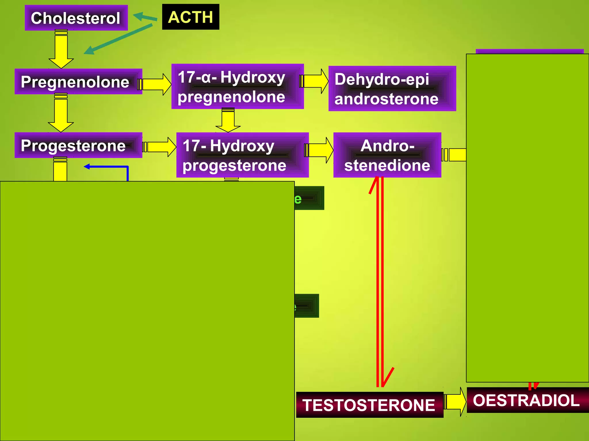 Male sex hormones | PPTX