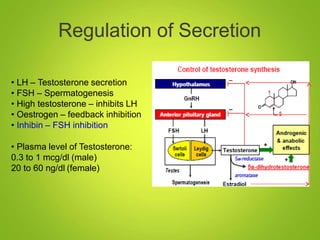 Male sex hormones | PPTX