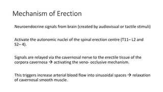 Male sexual dysfunction | PPT