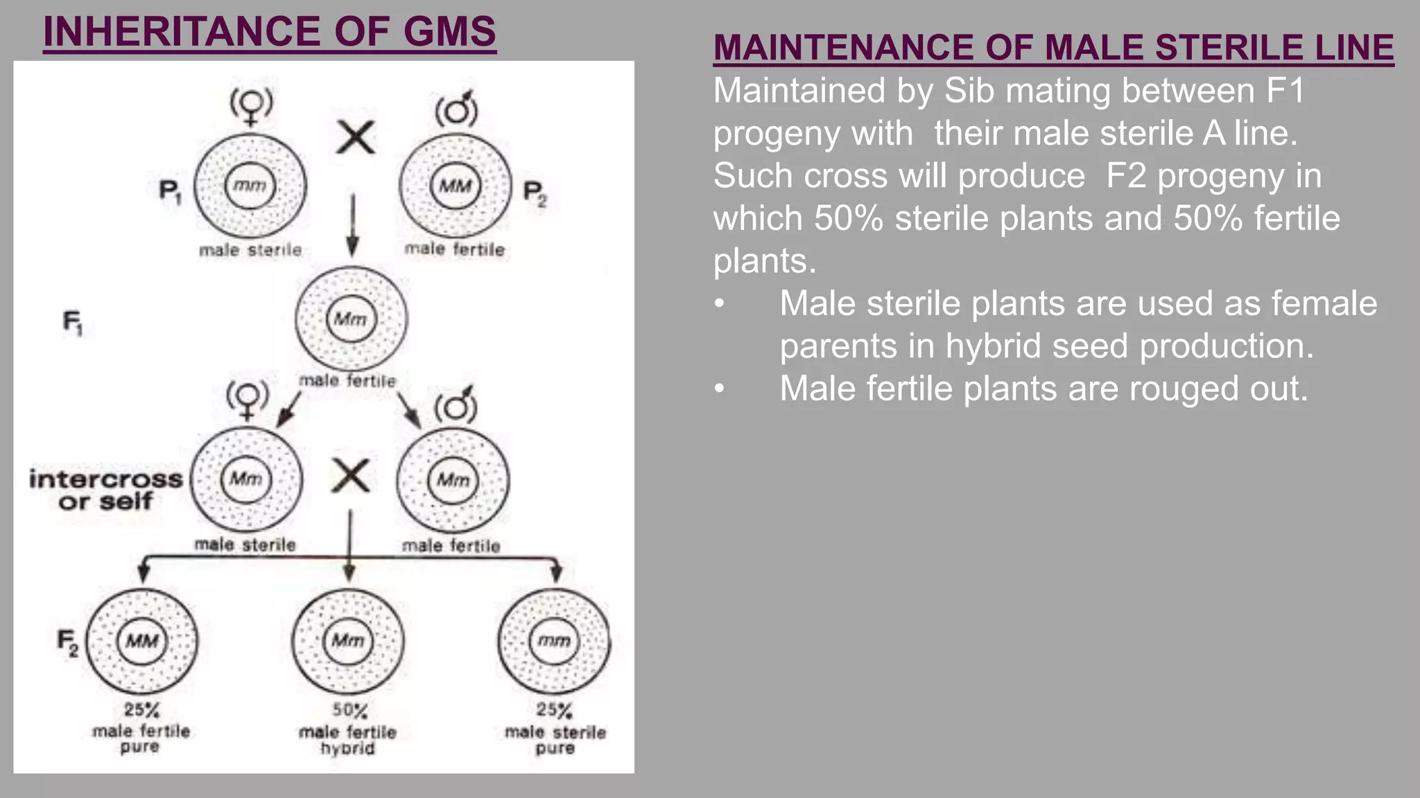 Male sterility and its role in agriculture | PPTX