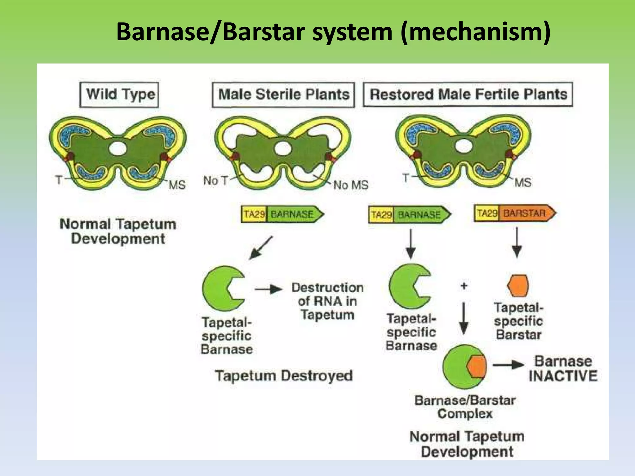 $Male sterility | PDF