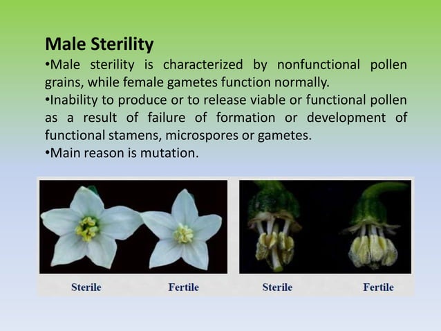$Male sterility | PDF | Infertility | Reproductive Health