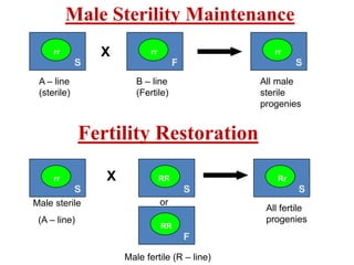 Male sterility | PPT