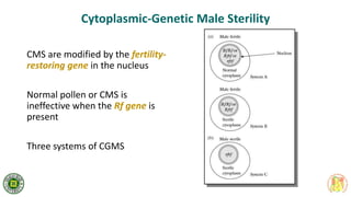 Male Sterility.pptx