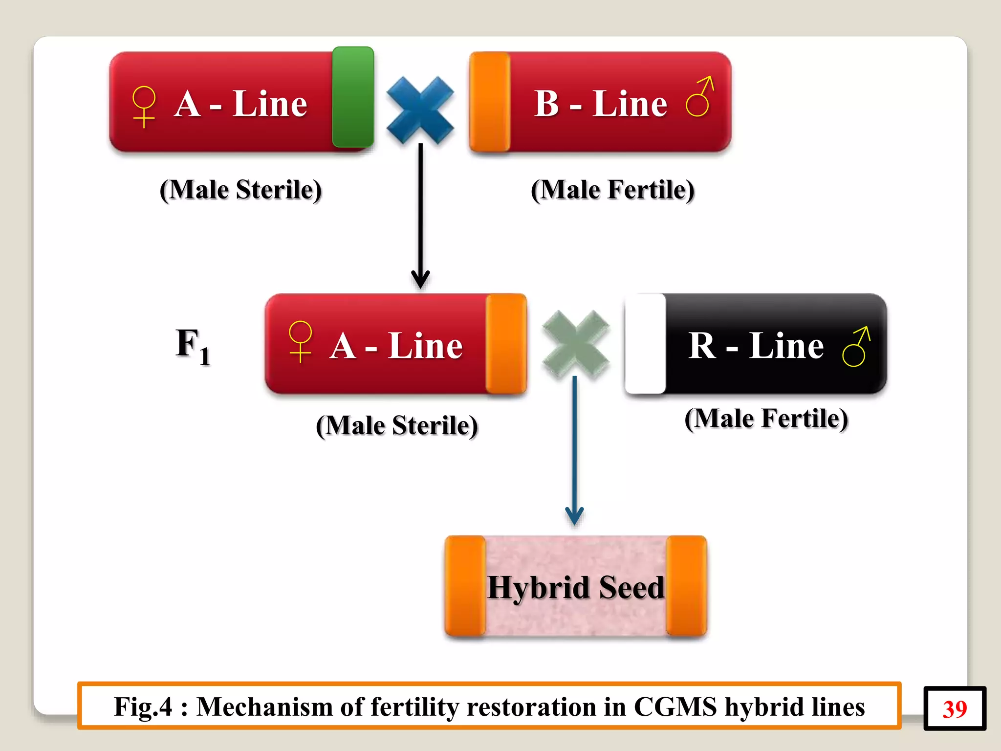Male sterility in cotton | PPTX