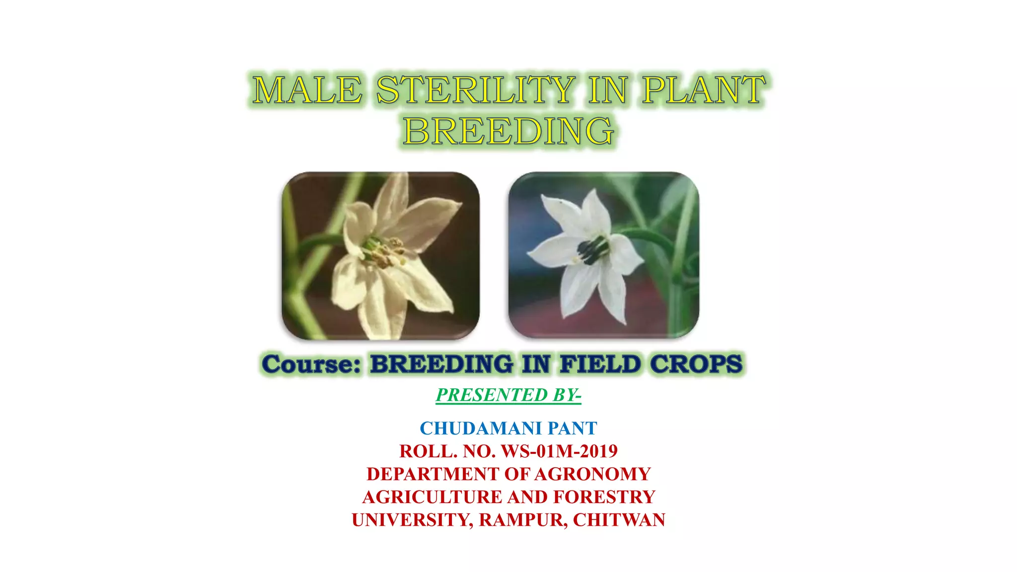 Male sterility in plant breeding | PPTX
