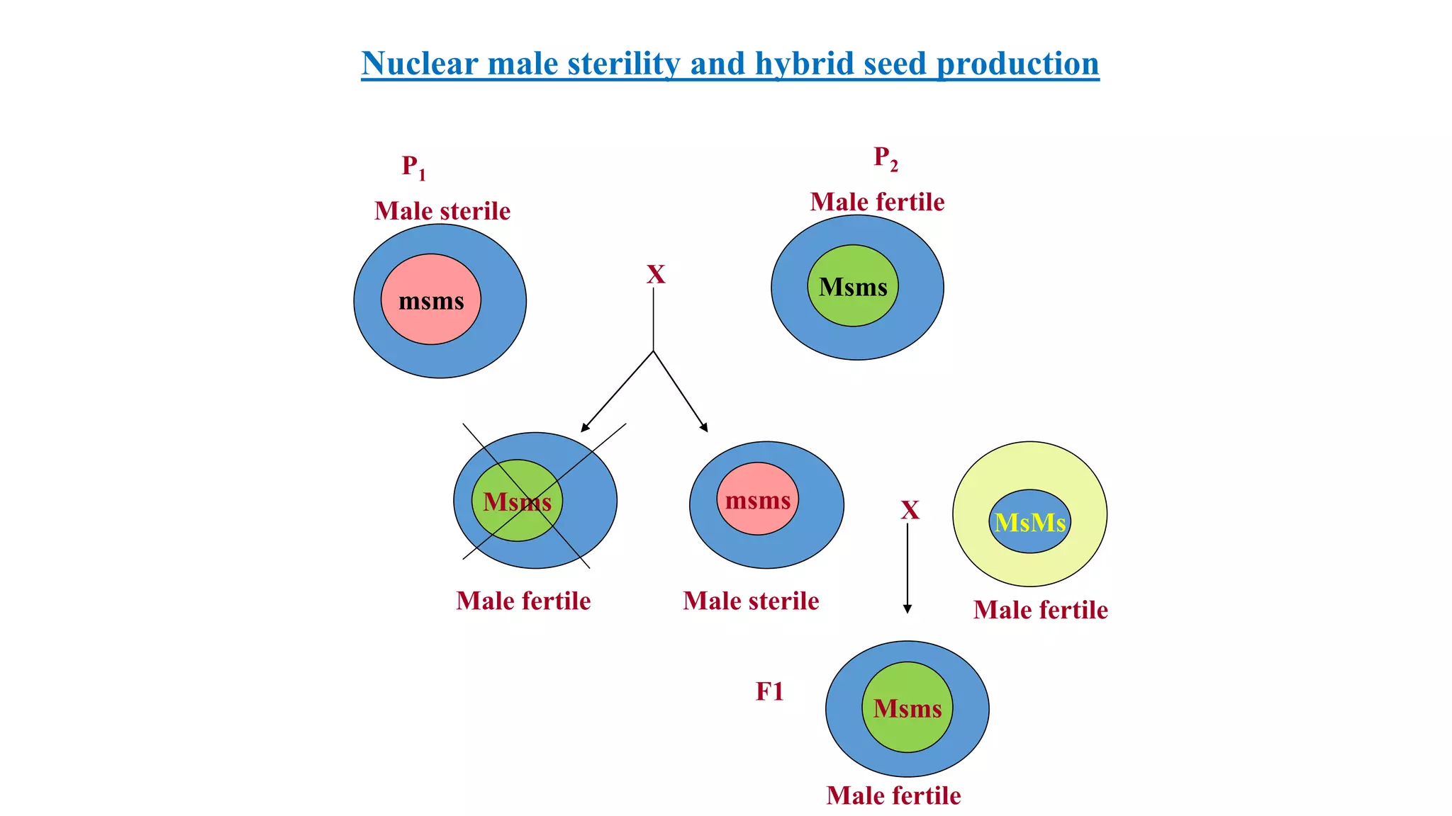 Male sterility in plant breeding | PPTX