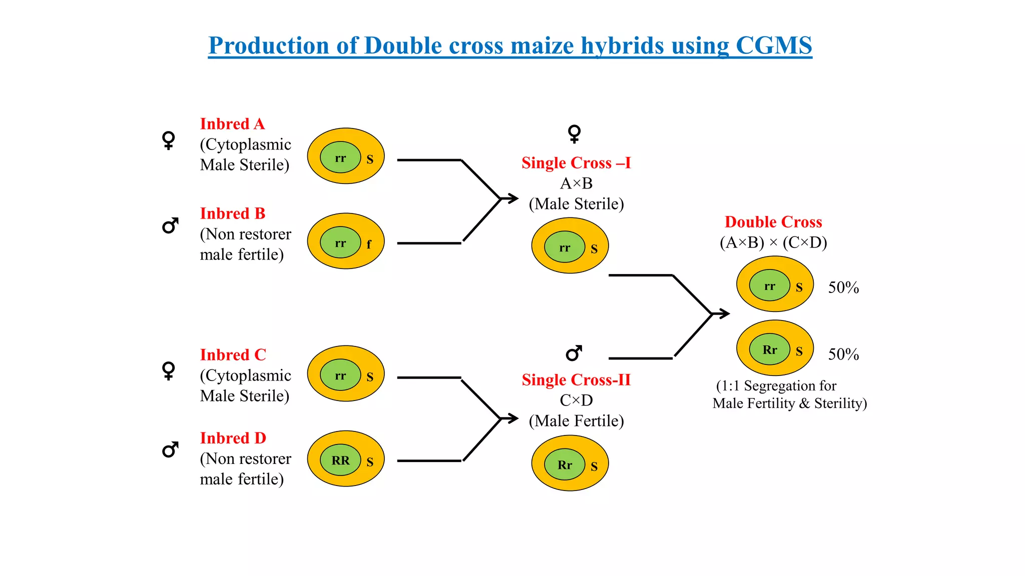 Male sterility in plant breeding | PPTX