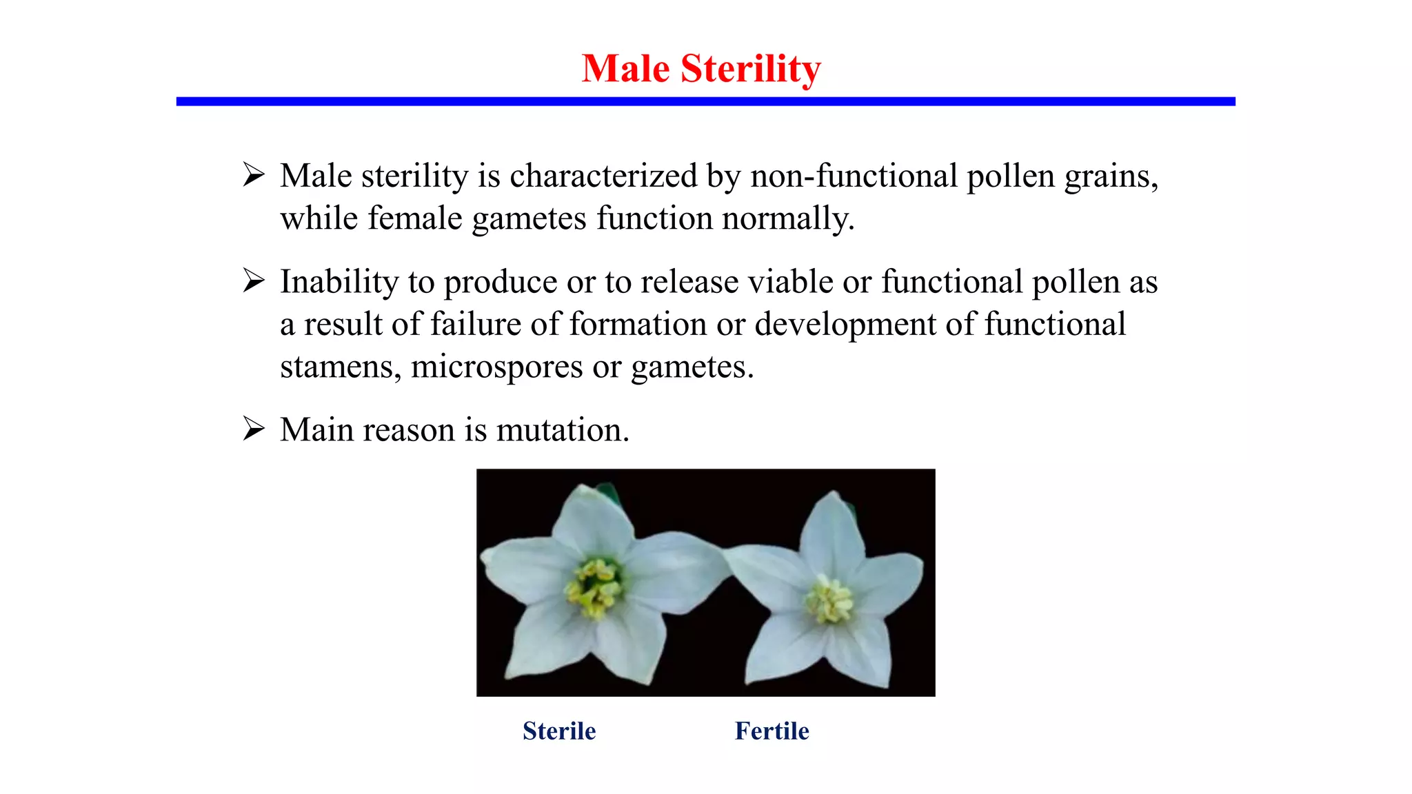 Male sterility in plant breeding | PPTX