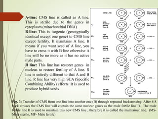 Male sterility in plants | PDF