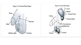 Male Sterilization methods widely used in this era | PPTX