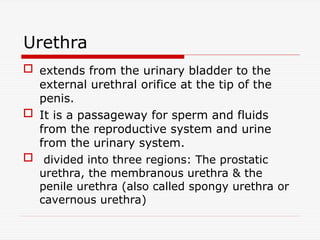 details of the male reproductive system. | PPT