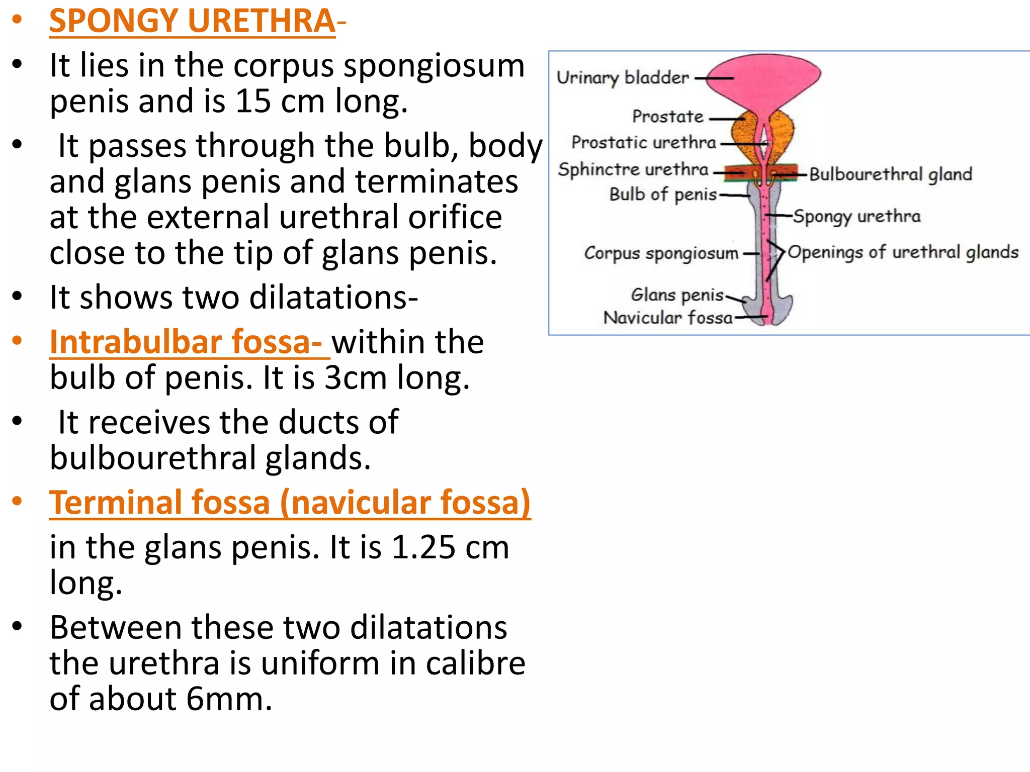 Male urethra | PPTX