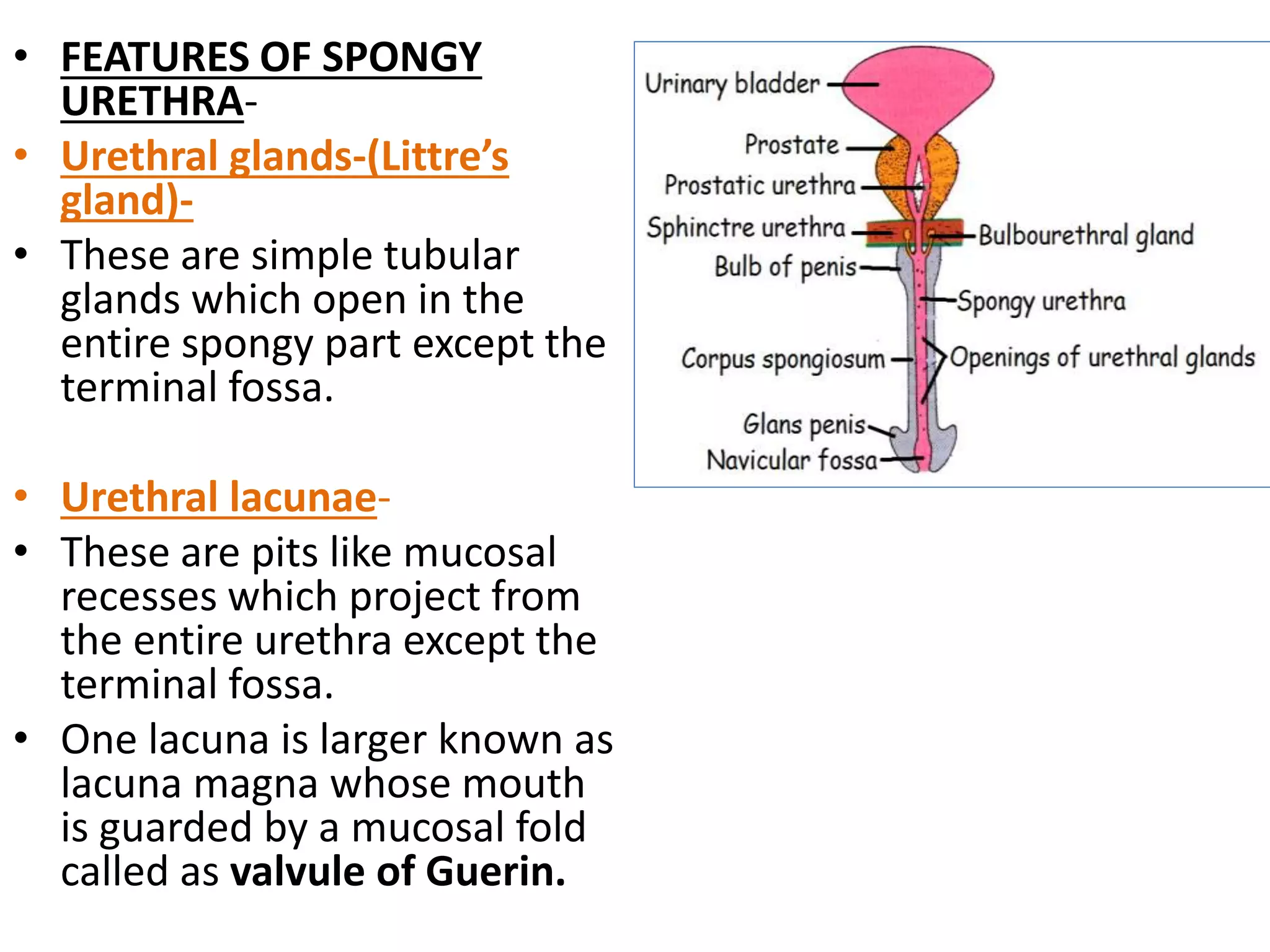 Male urethra | PPTX