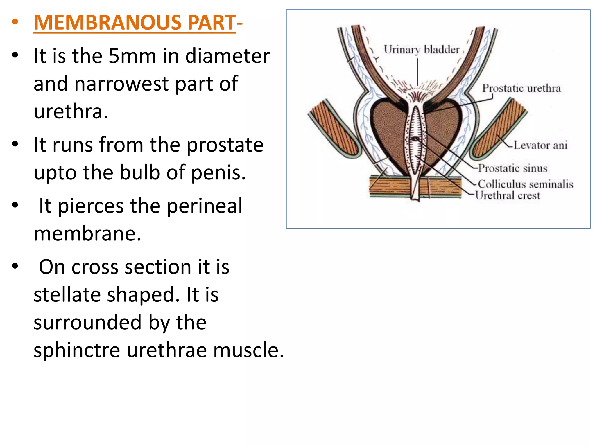 Male urethra | PPTX