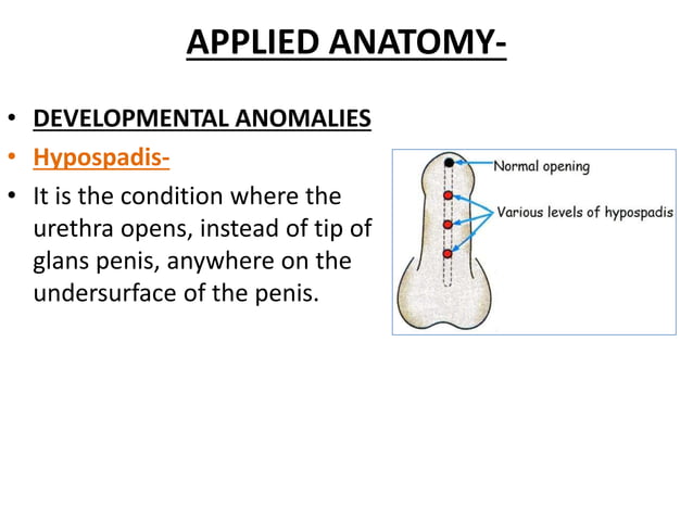 Male urethra | PPTX | Reproductive Health | Diseases and Conditions
