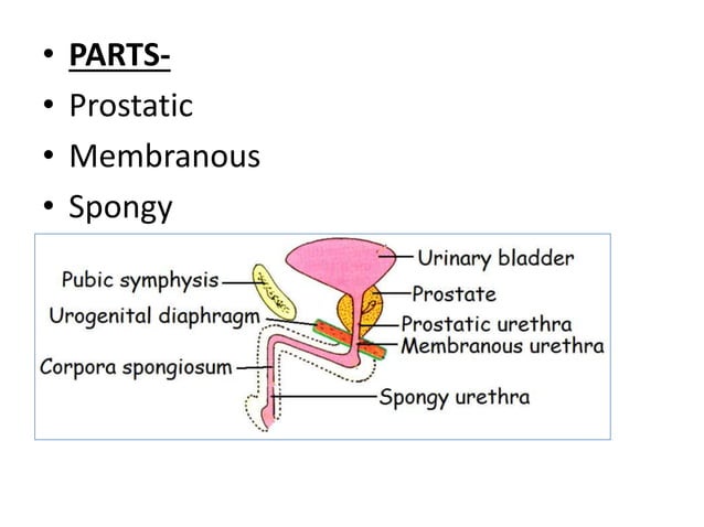 Male urethra | PPTX | Reproductive Health | Diseases and Conditions