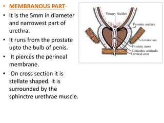 Male urethra | PPTX