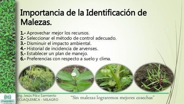 Malezas. importancia y manejo inteligente