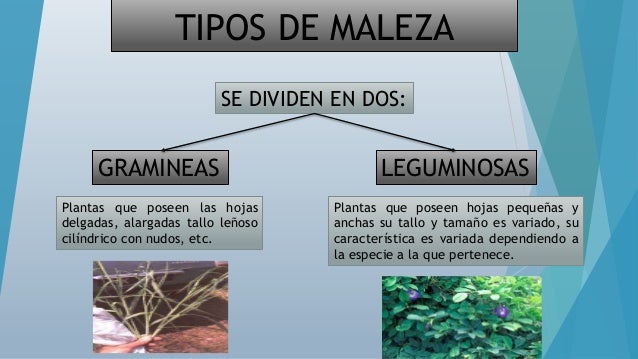 Malezas en cultivos de extensivos