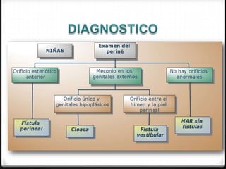 Malformaciones anorectales | PPT