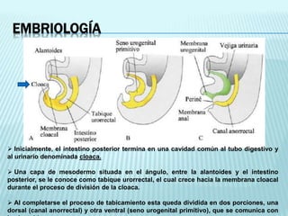 Malformaciones anorrectales | PPTX