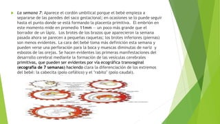 etapas del desarrollo embrionario | PPTX