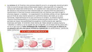 etapas del desarrollo embrionario | PPTX