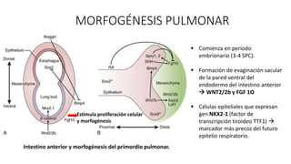 MALFORMACIONES PULMONARES ARTERIOVENOSAS | PPTX