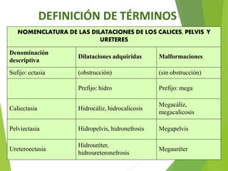 Malformaciones renales | PDF