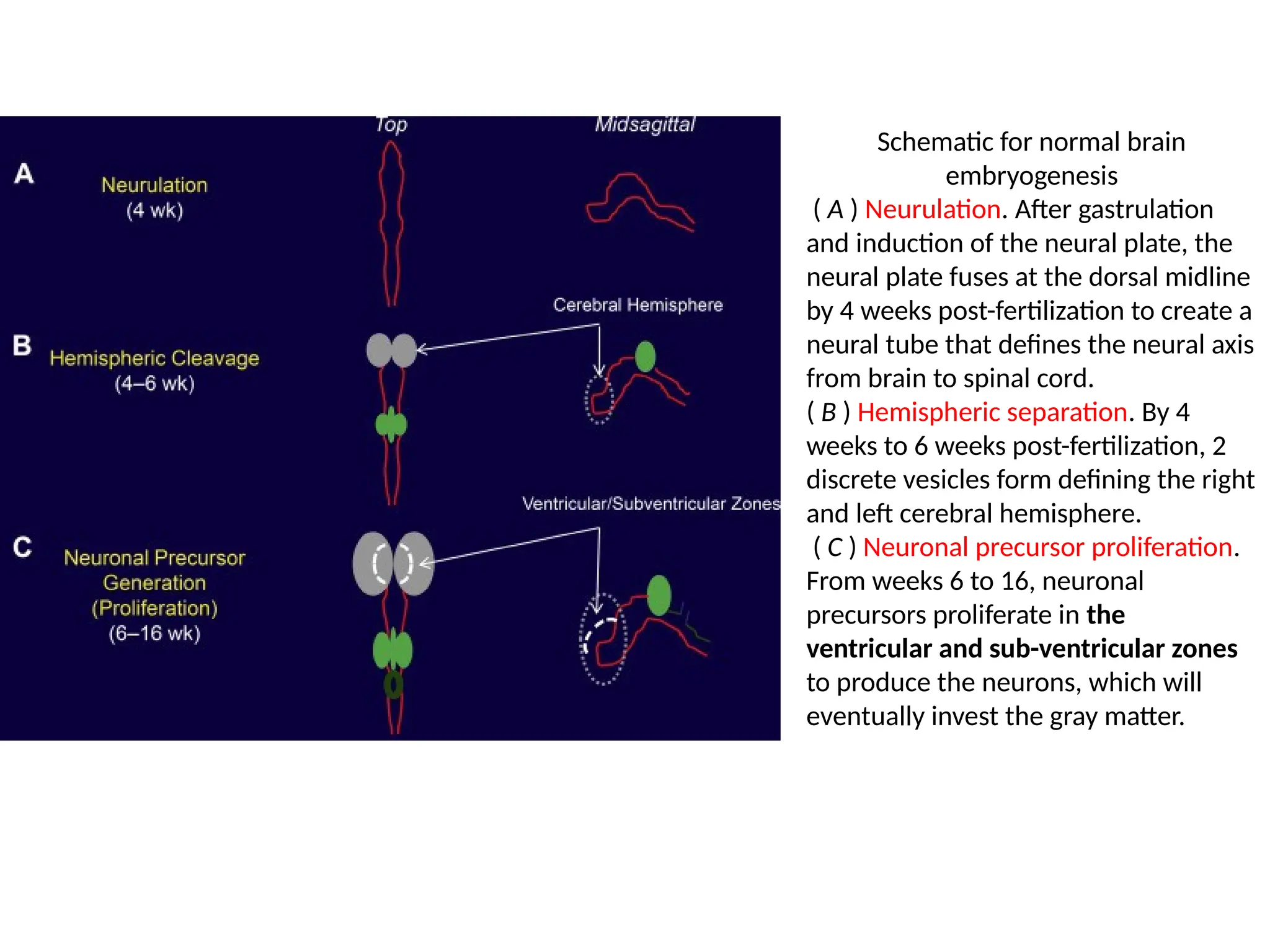 Malformations of Cortical Development.pptx