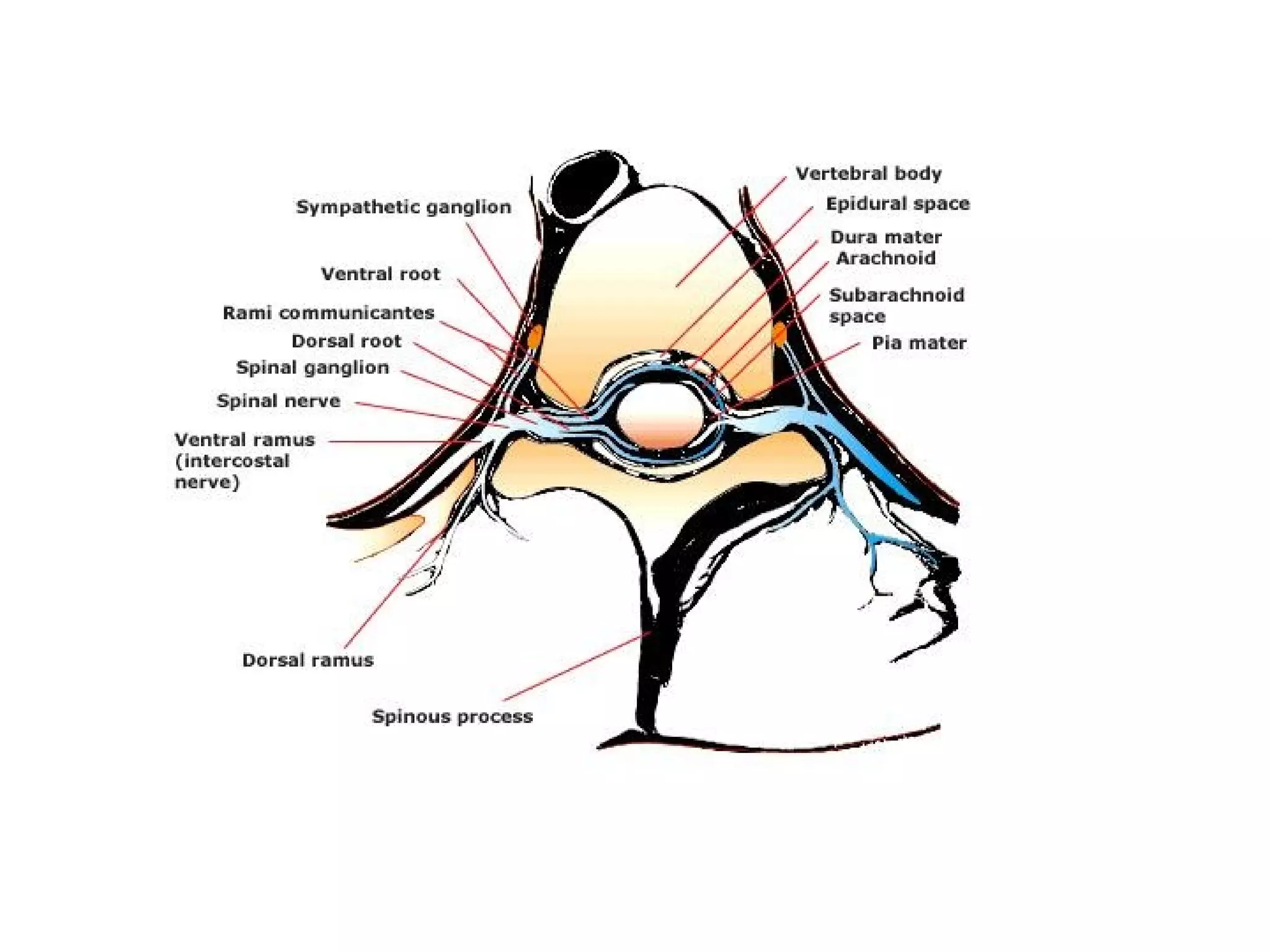 Maliganant spinal cord compression main | PPT