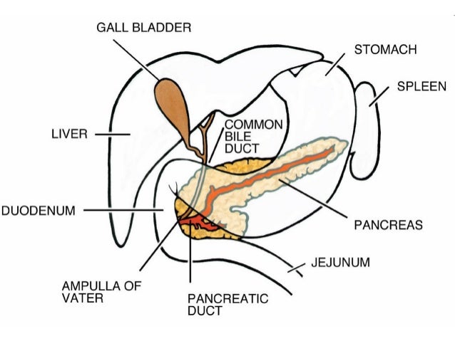malignant BANSAL (Surgical Obstructive Jaundice)